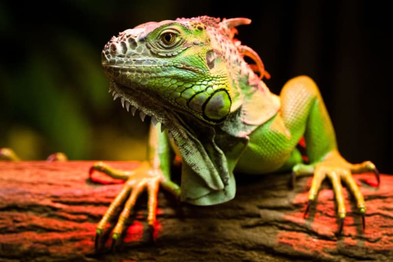 Iguana as a Pet: What You Should Know | Boulder County Vet