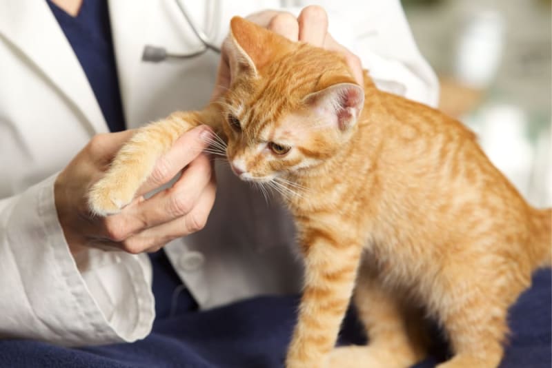 Why Is My Cat Limping Monterey Park Vets Why Is My Cat Limping Monterey Park Vets