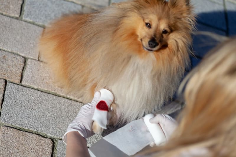 How to Care for a Dog Wound | Los Angeles Vets