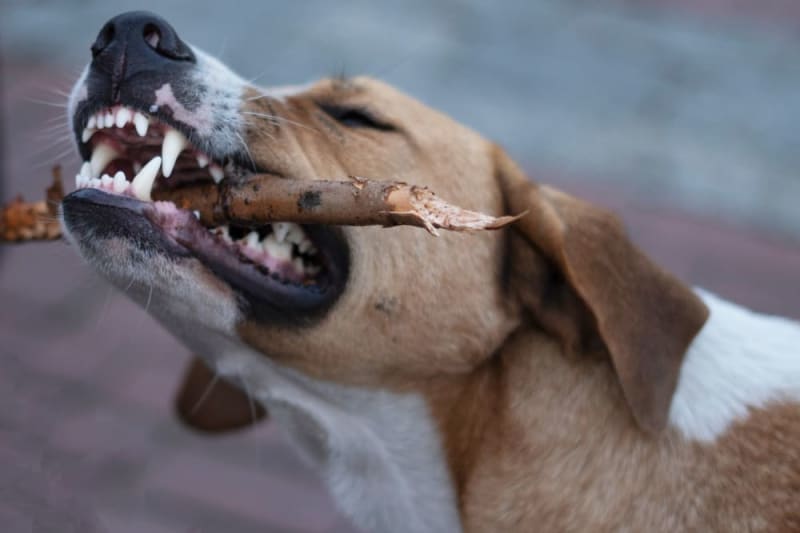 Broken Jaws In Dogs Rock Hill Vet Broken Jaws In Dogs Rock Hill Vet