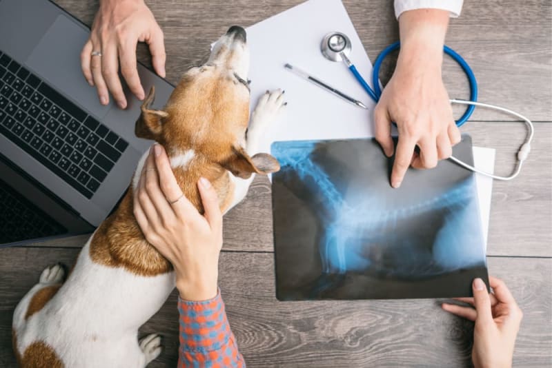 X-Ray for Dogs | Wisconsin Dells Vets