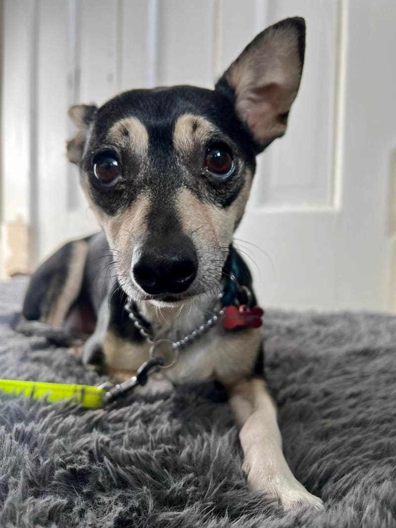 Blue | Applications Closed | Pets Alive Niagara