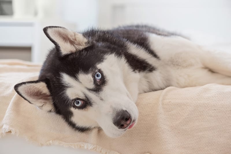 Fever in Dogs - Symptoms, Causes & What To Do | Vancouver Vets