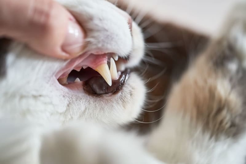 Gingivitis in Cats - Symptoms, Causes & Treatments | Aurora Veterinary ...