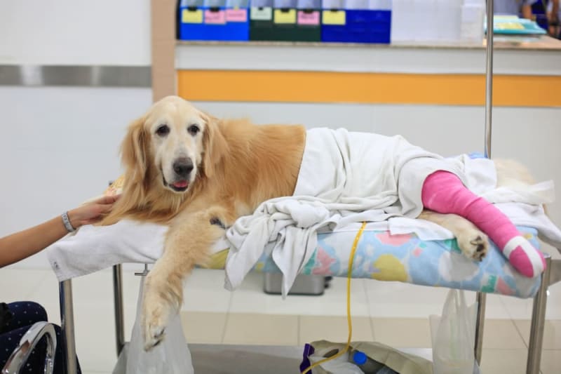 CCL Surgery in Dogs | Rochester Vets