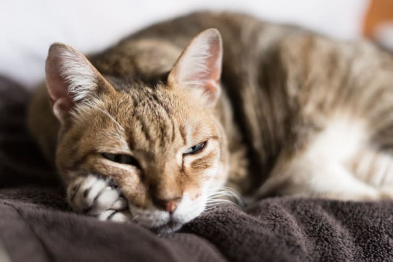 Aging Cats: When Is a Cat Considered a Senior? | Stockton Vets