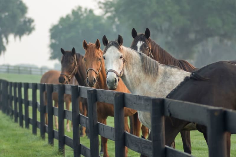 Coggins Testing For Horses | Stillwater Vets