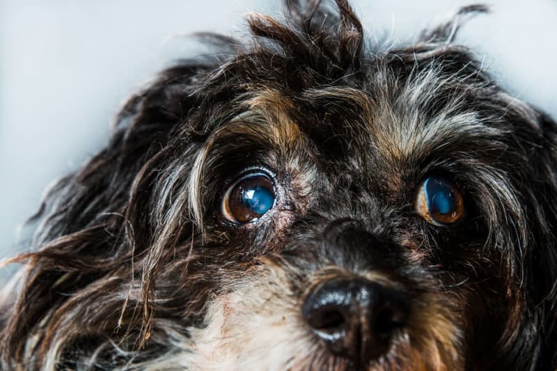 Dog Eye Glaucoma | Los Angeles Vets