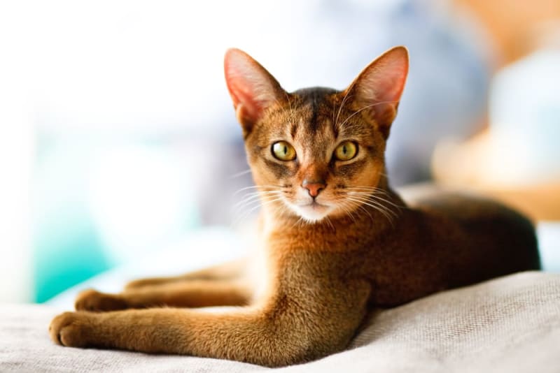 Aural Hematomas in Cats: When is Surgery Needed? | Middlesex Vets