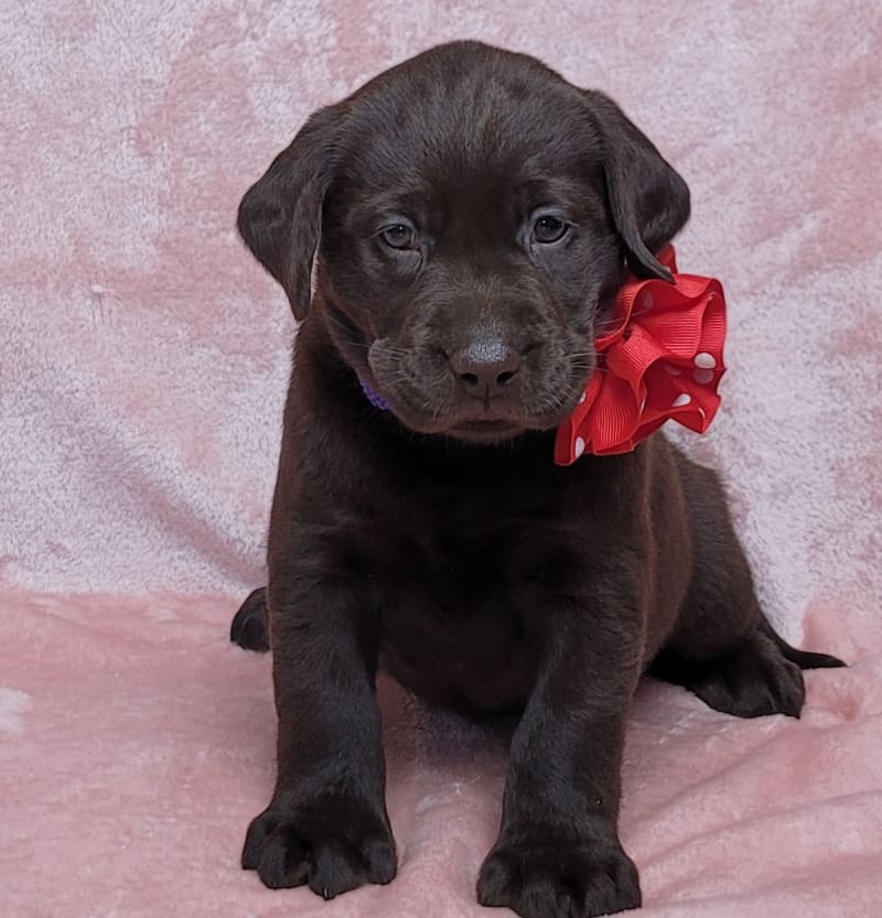 How Many Meals A Day Should An 8 Week Old Puppy Eat Good Dog Blog