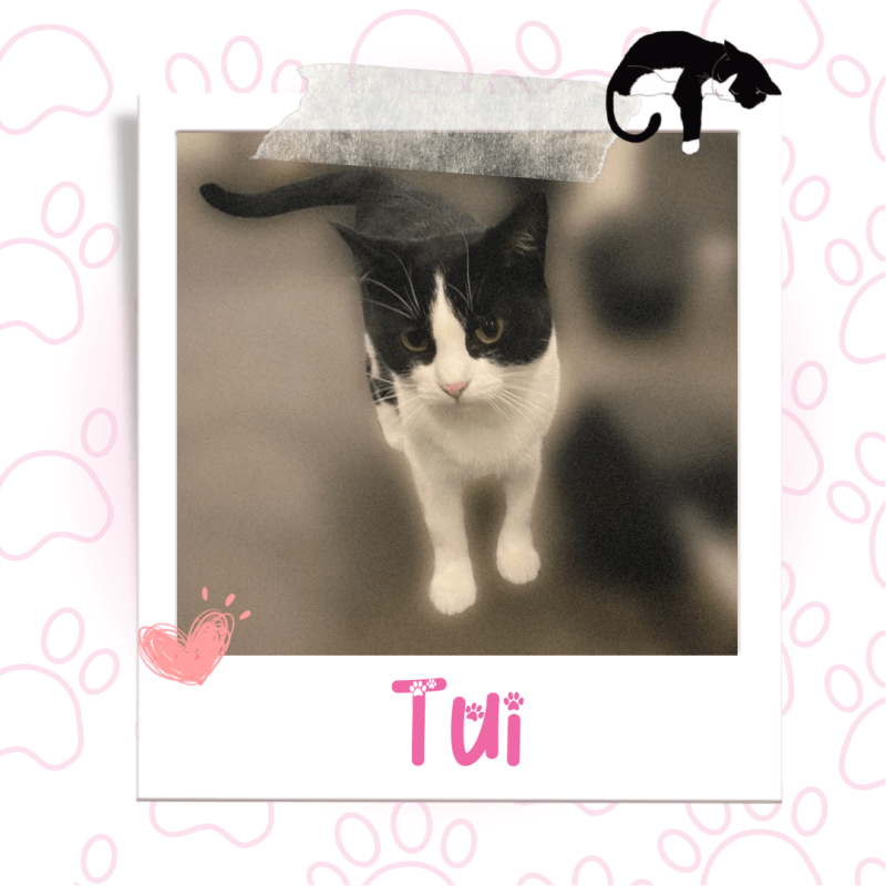 Tui | Applications Close | Pets Alive Niagara