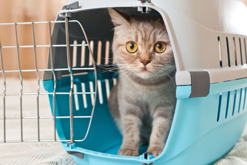 How to Travel With a Cat: Tips for a Low-Stress Trip | Overwatch Animal ...