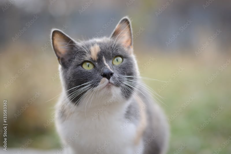 Common & Contagious Cat Illnesses | Vancouver Vets