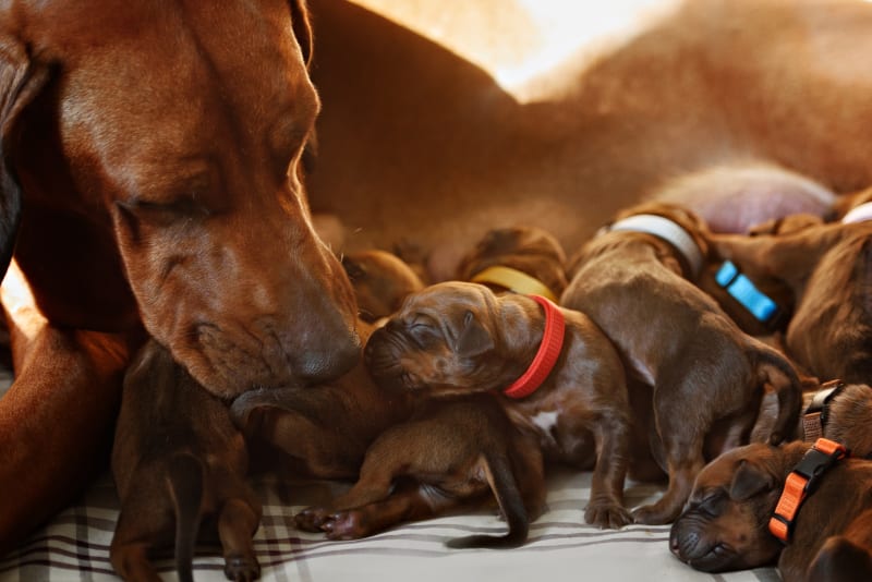 C-Sections in Dogs: Everything You Need To Know | Novato Vets