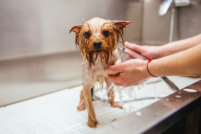 Pet Grooming Basics | Canyon Animal Hospital in Laguna Beach