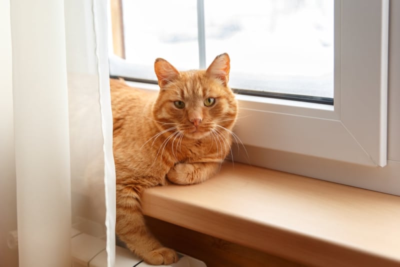How Long Can You Leave a Cat Alone? | Overwatch Animal Hospital ...