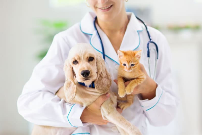 Six Benefits to Dog and Cat Wellness Plans | Fairfield, NJ Vets