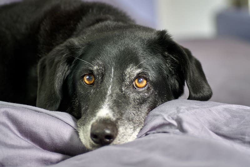 Dog Health 101 - Common Dog Illnesses | Vancouver Vets