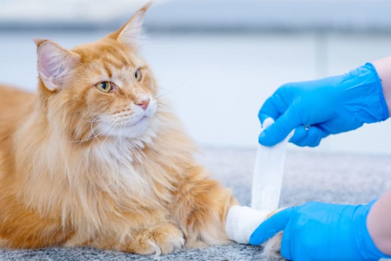 Cat Wound Care | Farmington Hills Vets
