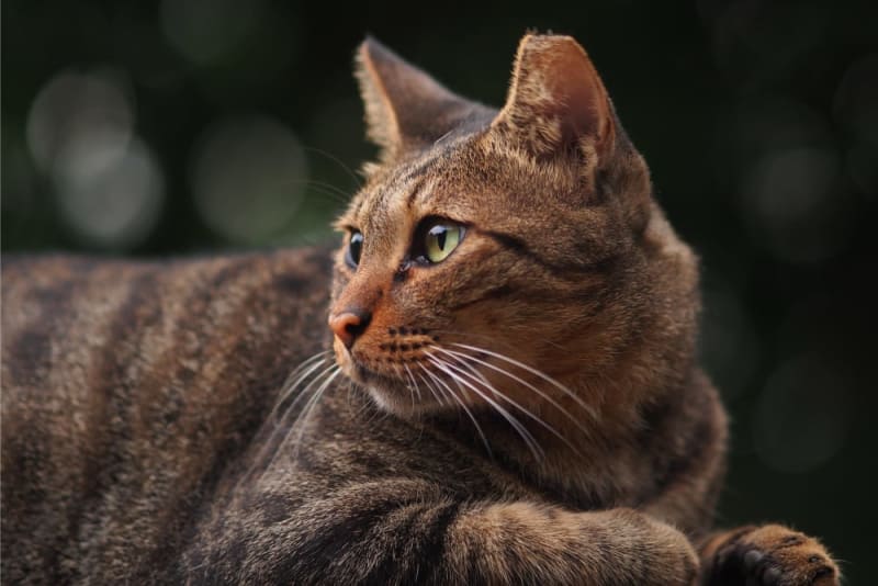 FVRCP Cat Vaccine Kleinpeter Veterinary Hospital Baton Rouge Vets