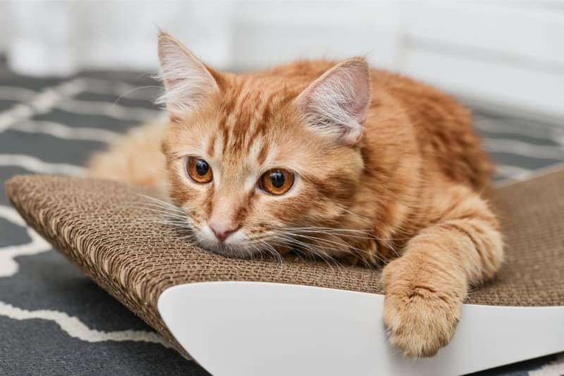 Aural Hematoma in Cats: When Is Surgery Needed? | Bonita Springs Vets