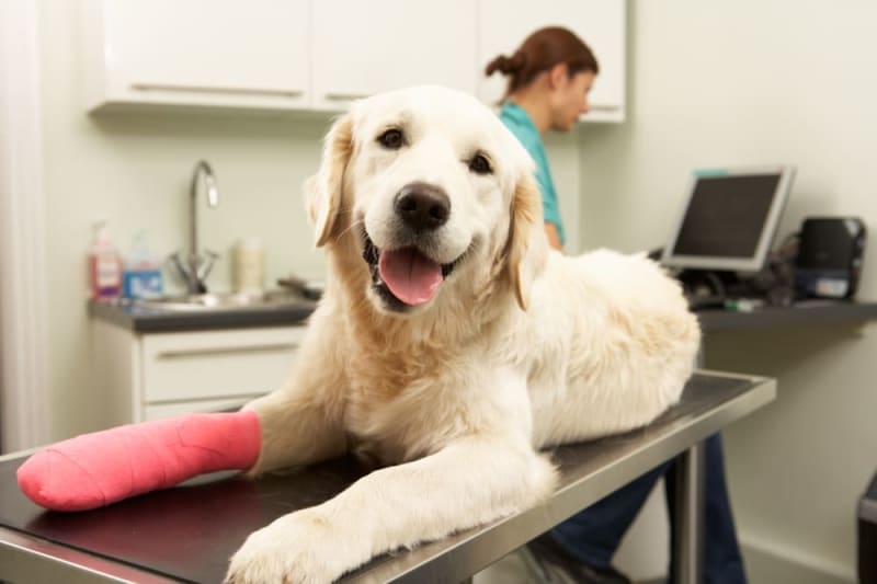 CCL Surgery in Dogs | O’Fallon Vets