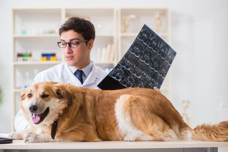 Types of Diagnostic Testing | Simi Valley Vets