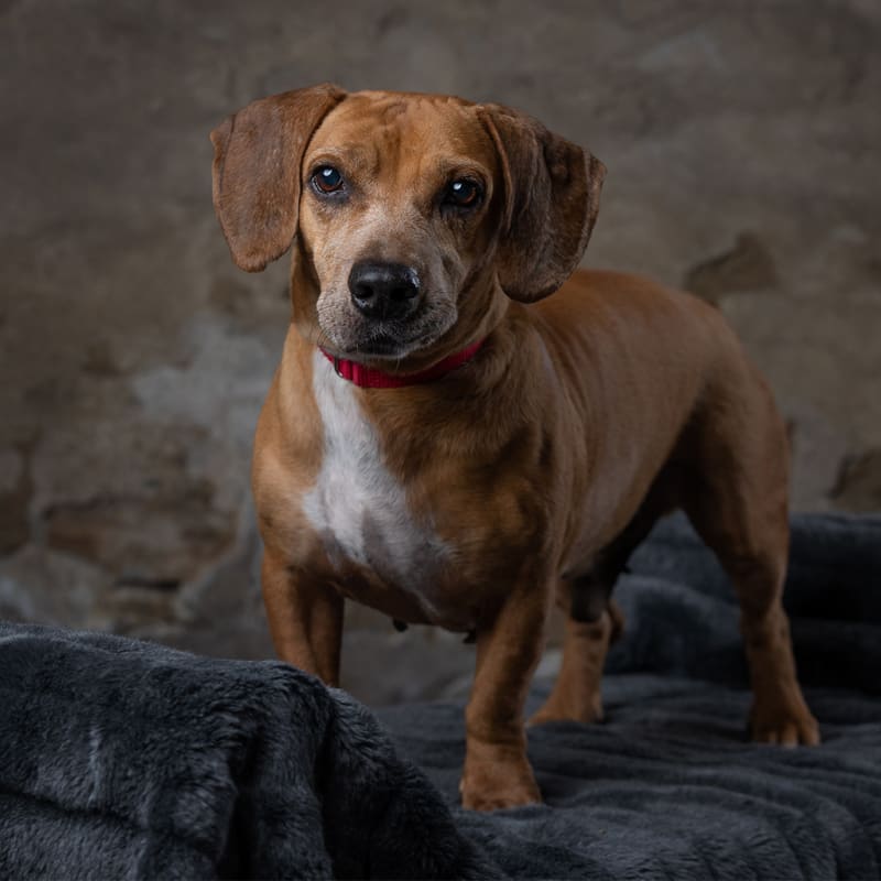 Fletcher | Applications Closed | Pets Alive Niagara