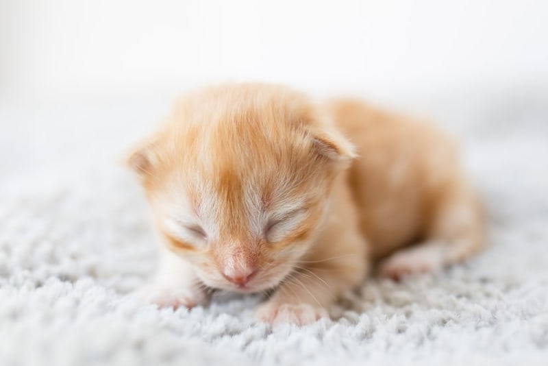 Newborn Kittens: When Do Kittens Open Their Eyes? | Wisconsin Dells Vets