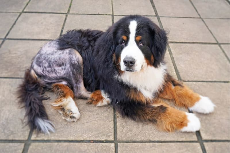 Hip Relacement in Dogs | Ventura Vets