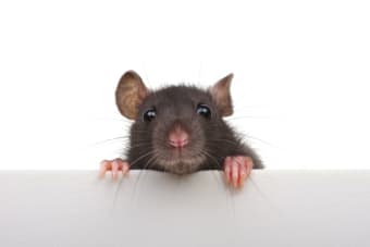 Why you should consider owning a rat as a pet | Our Mankato vets
