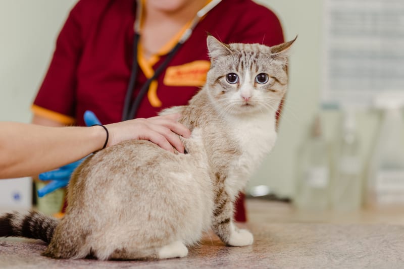 What Is The FVRCP Cat Vaccine Harbor Animal Hospital