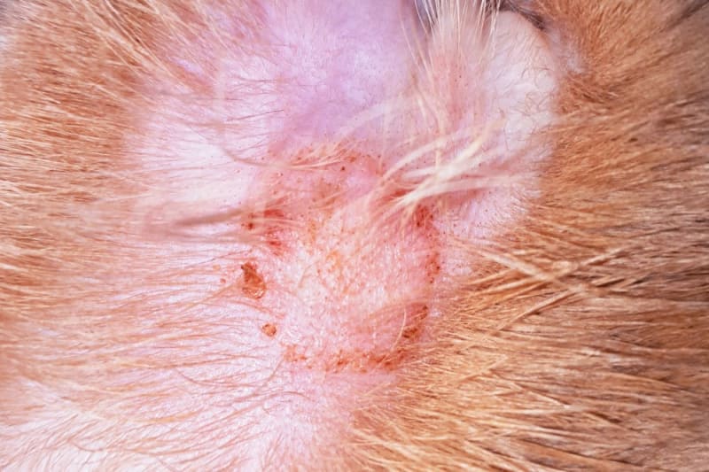 Scabby Cat Disease How To Treat Feline Miliary Dermatitis Orange