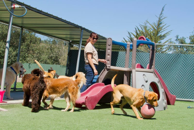 What Age Is Best For Dog Daycare Our Baton Rouge Vets What Age Is Best For Dog Daycare Our Baton Rouge Vets