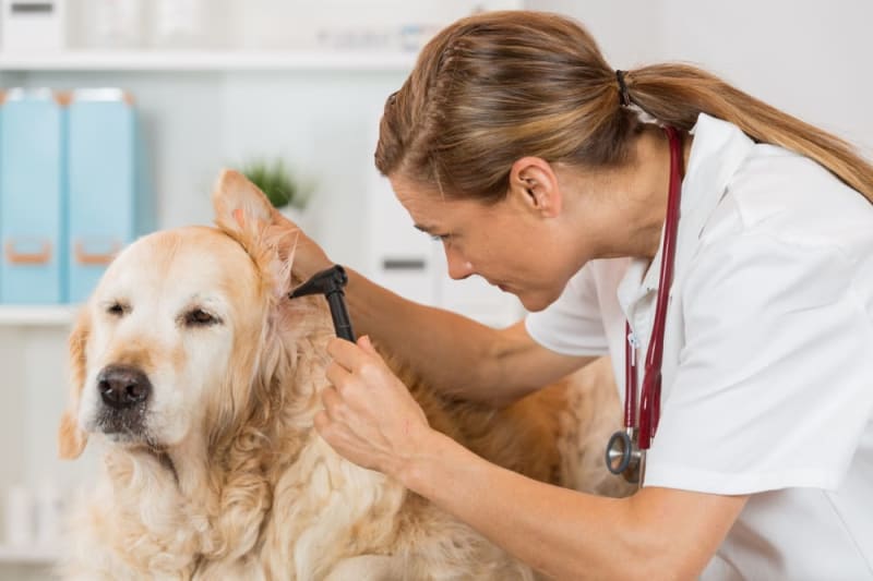 Chronic Otitis in Dogs | Orange Park Vets