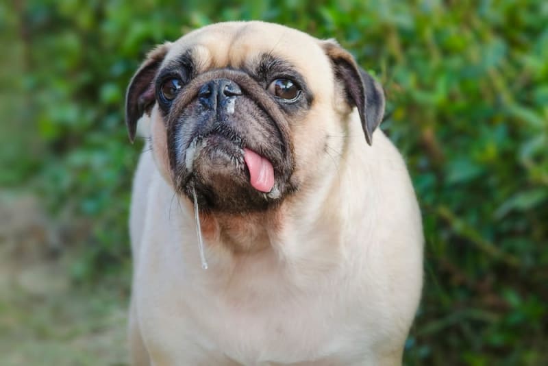 Dog Drooling: Why They Do It & What to Do | Carlsbad Vets