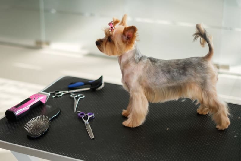 How to Groom an Aggressive Dog | La Pine Animal Hospital | La Pine Vet