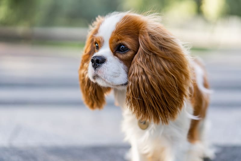 Hypertension Symptoms Of High Blood Pressure In Dogs Santa Cruz Vet
