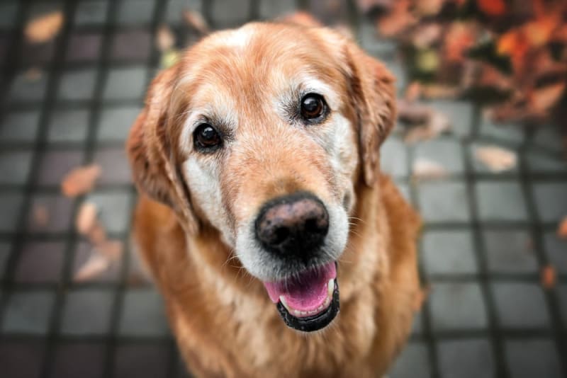 When is a dog considered a senior? | O’Fallon Vets