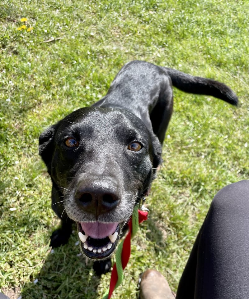 Roni | Applications Closed | Pets Alive Niagara