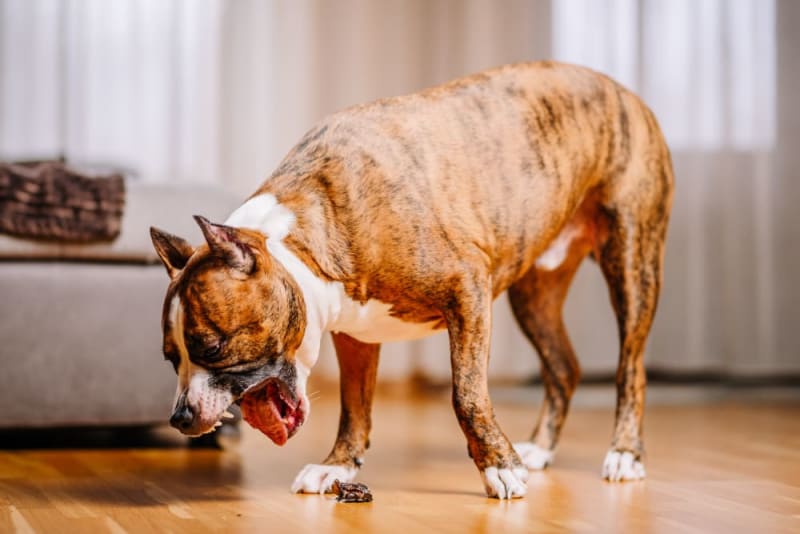 Dog Dry Heaving | Carlsbad Vets