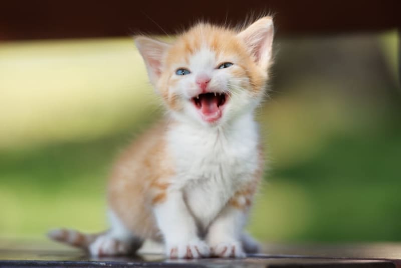 Kitten Teething: When, What, How? | Wisconsin Dells Vets