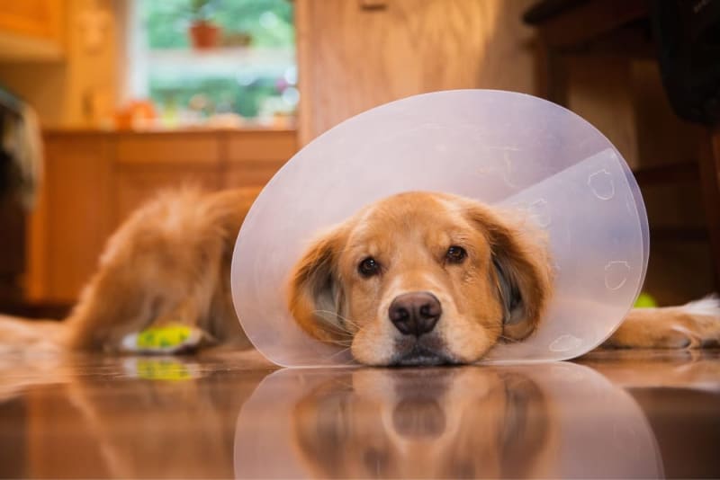 FHO Surgery in Dogs | Stockton Vets