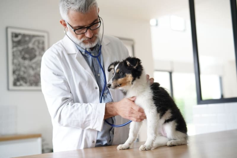 High Blood Pressure in Dogs, Los Angeles Vets