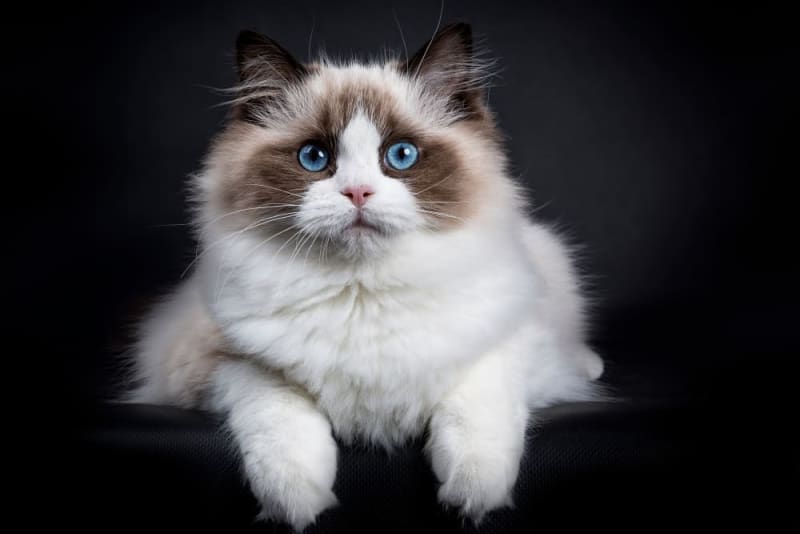 What cat breeds live the longest? | O’Fallon Vets