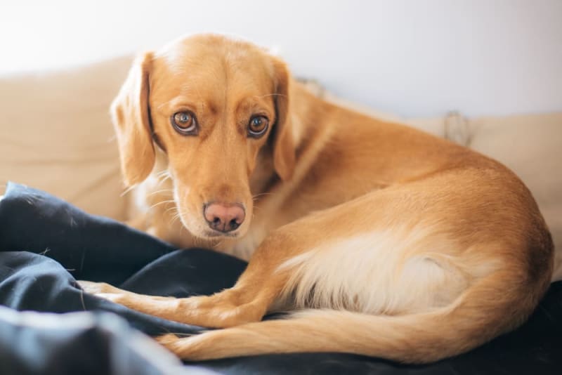 IVDD Surgery in Dogs | Bonita Springs Vets