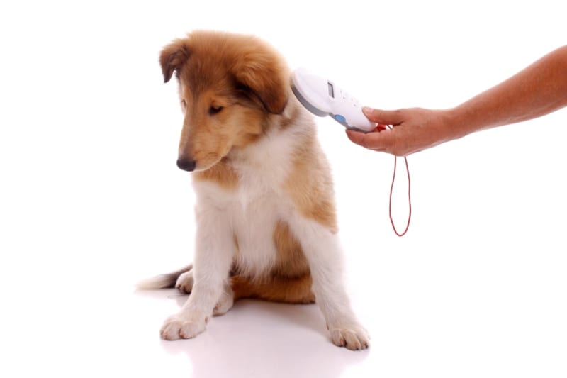 Microchips for Dogs | Edgewater Vets
