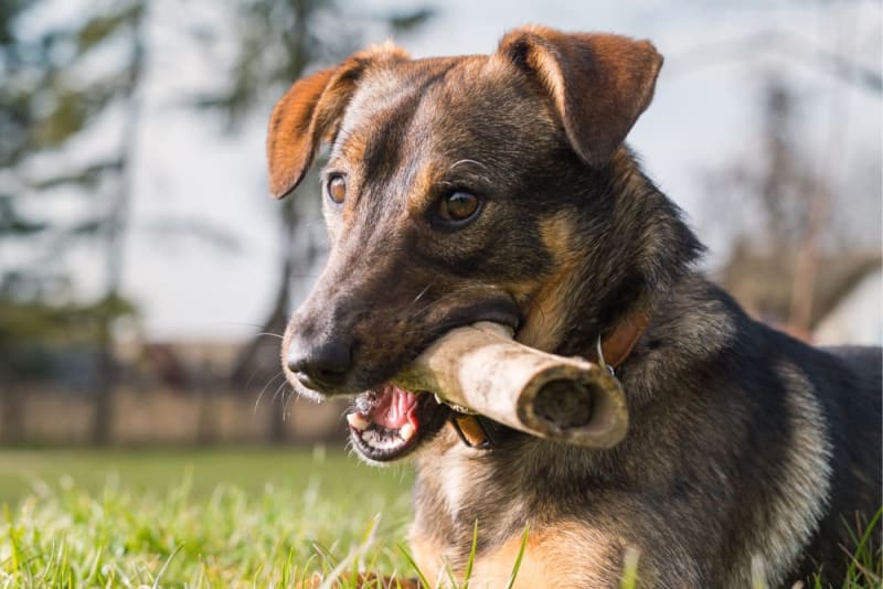 Dog Bone Safety: Can Dogs Eat Bones? | Wisconsin Dells Vets