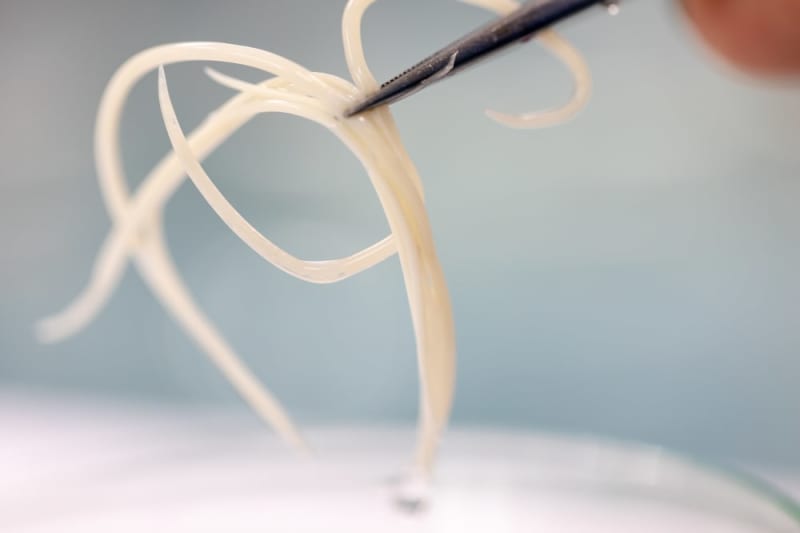 Whipworm In Dogs - A Pet Parent's Guide | Pico Rivera Vet