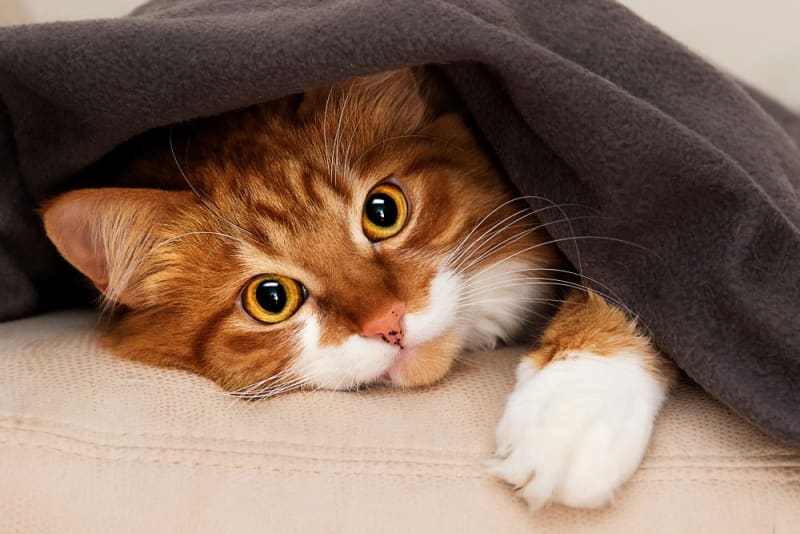 Aural Hematoma in Cat: When is Surgery Needed | Novato Vets
